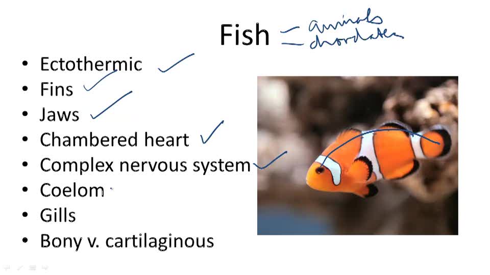 Examples Of Fish