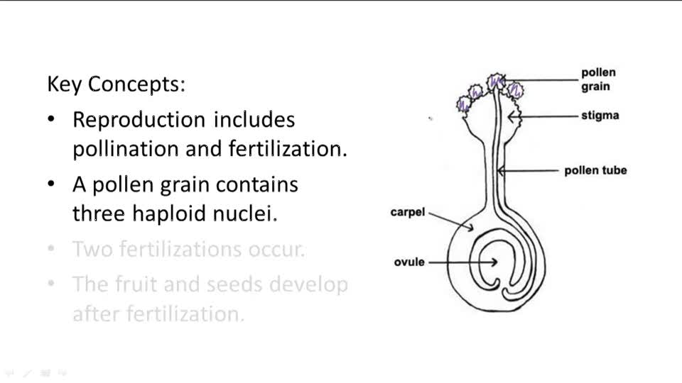 Plants: Classification, Reproduction, and Evolution - Example 7 ( Video ...