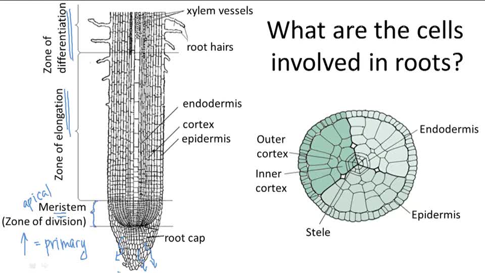 Plant Biology | CK-12 Foundation