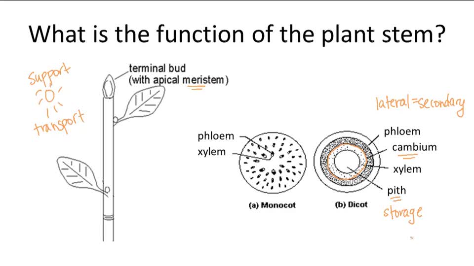 Plant Biology | CK-12 Foundation