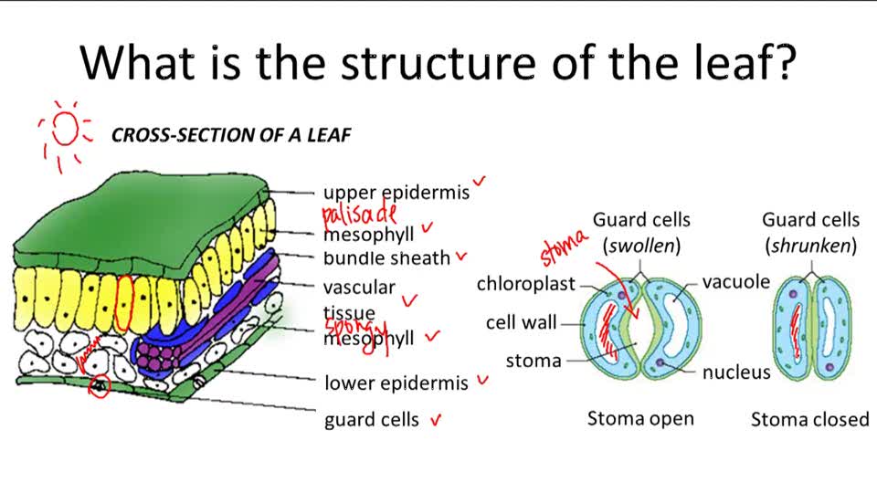 Plant Biology | CK-12 Foundation