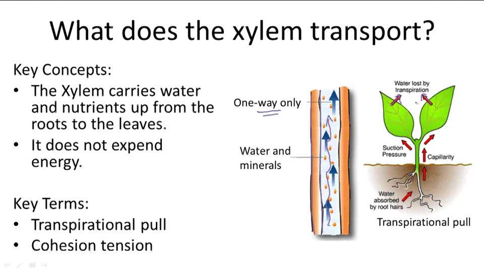 Plant Organ Structure - Example 4 ( Video ) | Biology | CK-12 Foundation