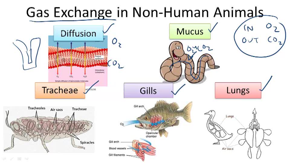 Comparing Non-Human Animal Physiology - Example 6 ( Video ) | Biology ...
