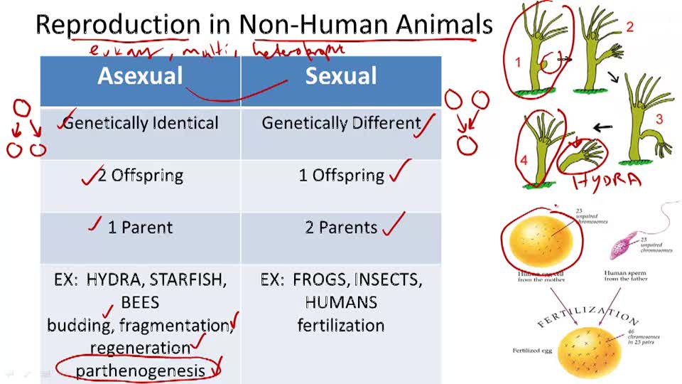 Comparing Non-Human Animal Physiology - Example 7 ( Video ) | Biology ...