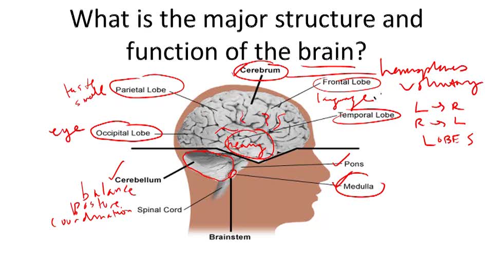 Nervous System Structure and Function - Example 1 ( Video ) | Biology ...