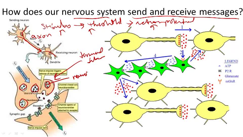 Nervous System Structure and Function - Example 6 ( Video ) | Biology ...
