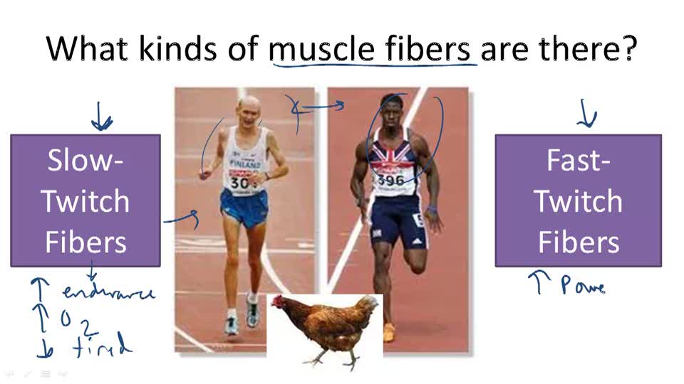 Muscular System Structure and Function - Example 4 ( Video ) | Biology ...