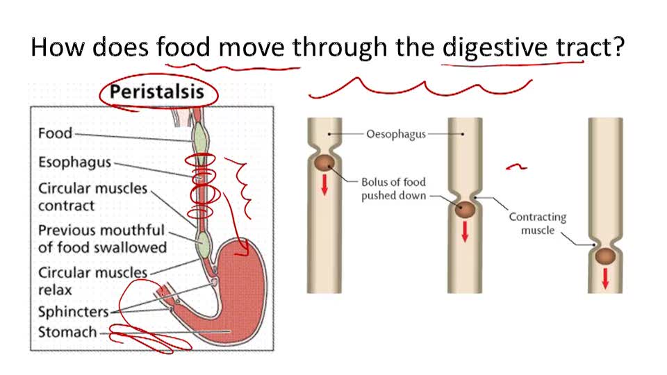 Digestive System Structure and Function - Example 2 ( Video ) | Biology ...