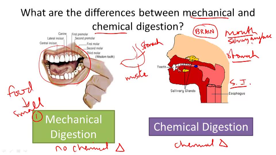 Digestive System Structure and Function - Example 3 ( Video ) | Biology ...