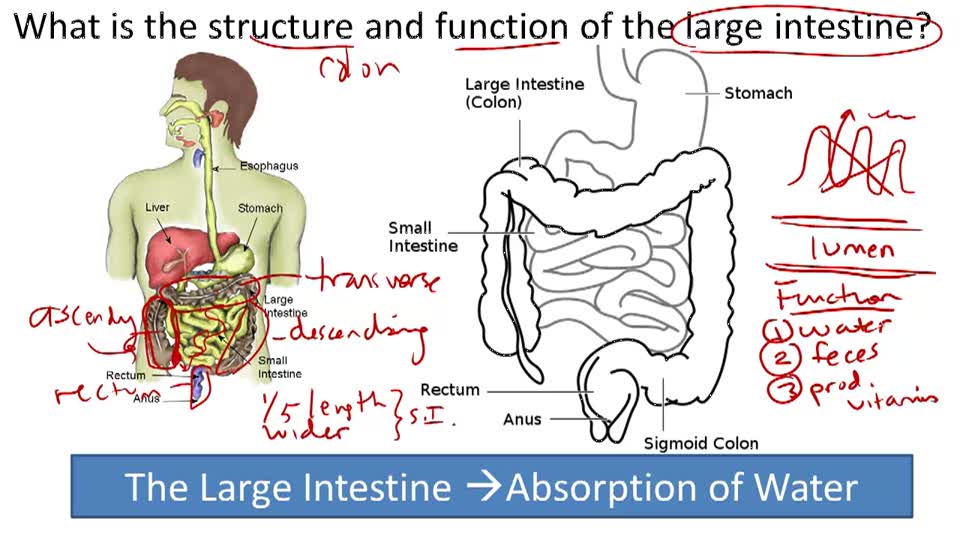 Digestive System Structure and Function - Example 6 ( Video ) | Biology ...