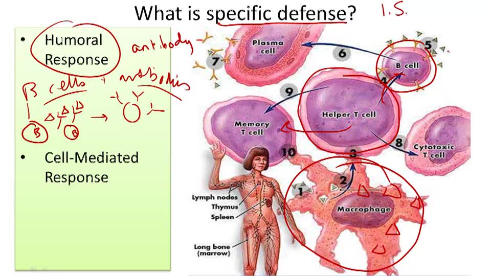 Immune System Structure and Function - Example 2 ( Video ) | Biology ...