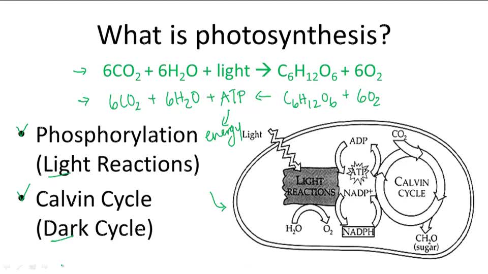 Photosynthesis - Overview ( Video ) | Biology | CK-12 Foundation