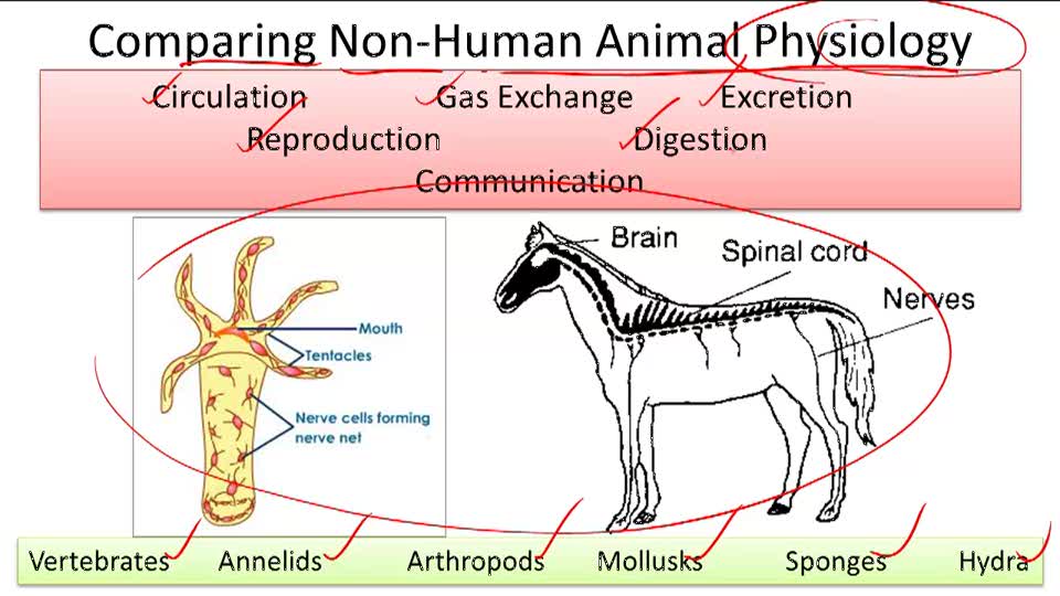 Comparing Non-Human Animal Physiology - Overview ( Video ) | Biology ...