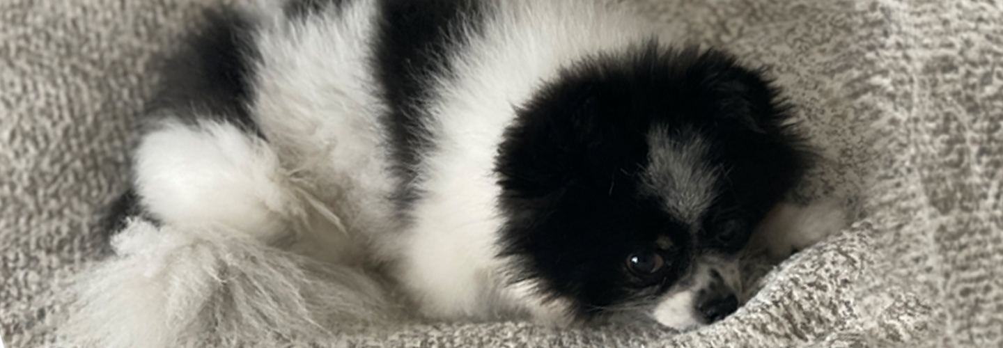 Spitzer Chevy's Official Mascot | Spitzer Chevy Amherst