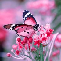 Dina Elwy Mohamed Kamal Soliman - Profile