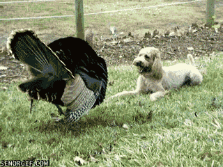 15 Turkey GIFs That Get Crazier and Crazier