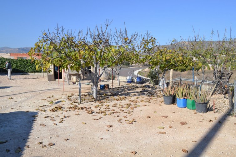 Cave House for sale in La Romana - €58,995 (CF1515)