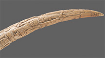Ancestral Altar Tusk | Cleveland Museum of Art