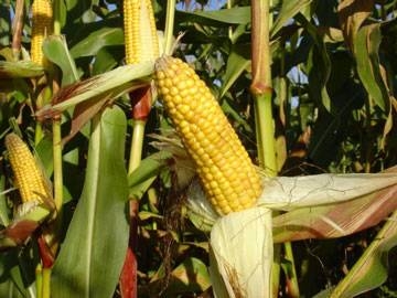 What Did the Chumash Eat? | Our Everyday Life