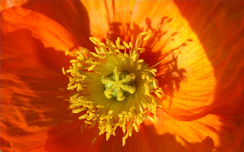 Taxonomist Job Description | Career Trend