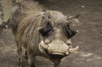 Alabama Laws on Feral Hog Hunting | Gone Outdoors | Your Adventure Awaits