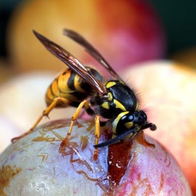 Hornet & Yellow Jacket Identification | Sciencing