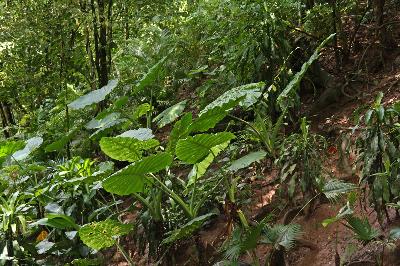 Elephant Ear Skin Irritation and Treatment | Healthfully