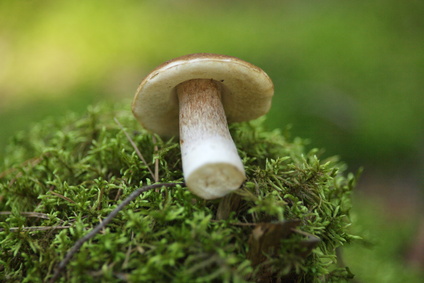 How to Identify Wild Mushrooms in Michigan | Sciencing