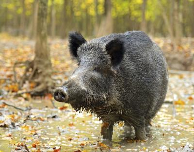Wild Hog Hunting in North Georgia | Gone Outdoors | Your Adventure Awaits