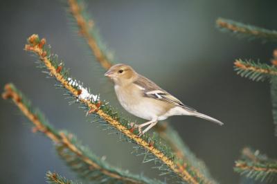 List of Small Songbirds | Gone Outdoors | Your Adventure Awaits