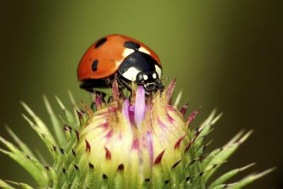 Difference Between Male & Female Ladybugs | Sciencing