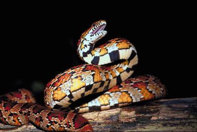 Snakes That Have a Checkered Belly | Sciencing
