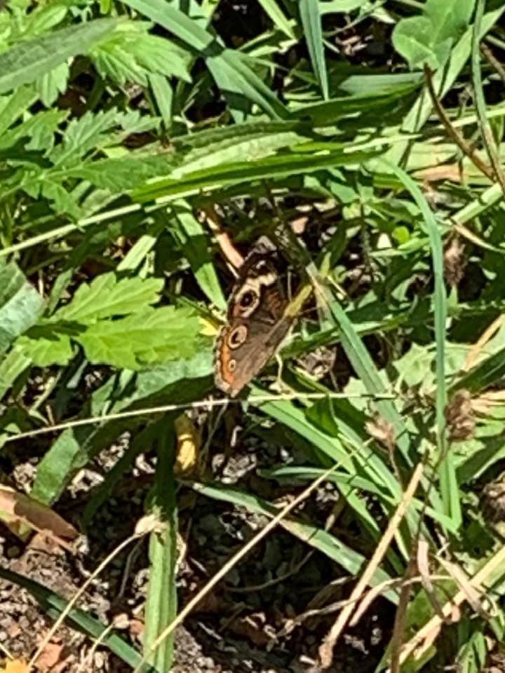 Sandra Mirabal from William C. Bryant High School - Classmates