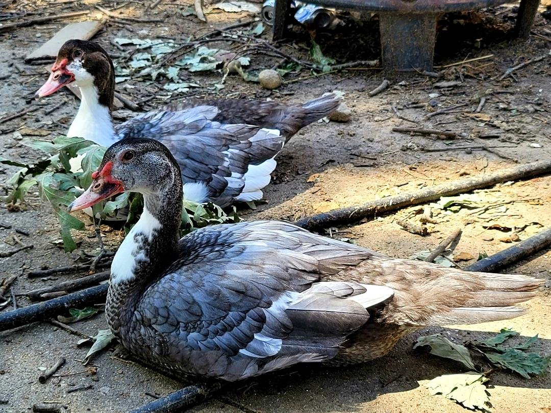 Angela Garber from Lakeland High School - Classmates