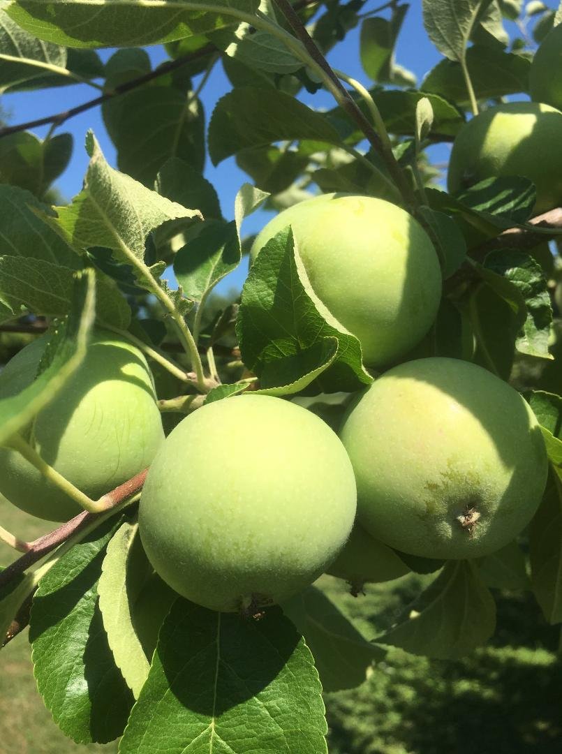 Isabel Prescott from Shenendehowa High School - Classmates