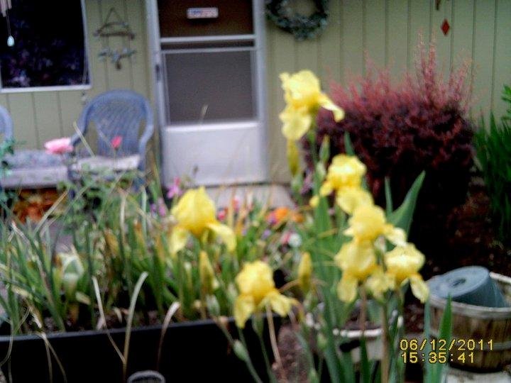 Iris Joy Donaldson from Auburn Adventist Academy - Classmates