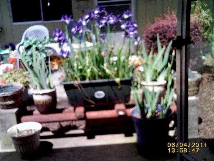 Iris Joy Donaldson from Auburn Adventist Academy - Classmates