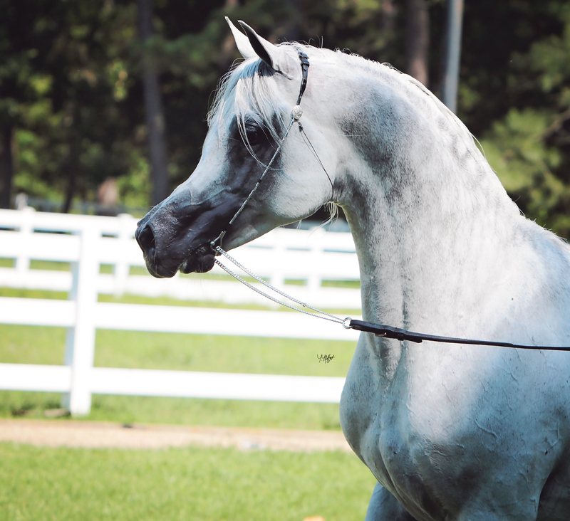 The Stallions :: DeShazer.com - Straight Egyptian Arabian Horses