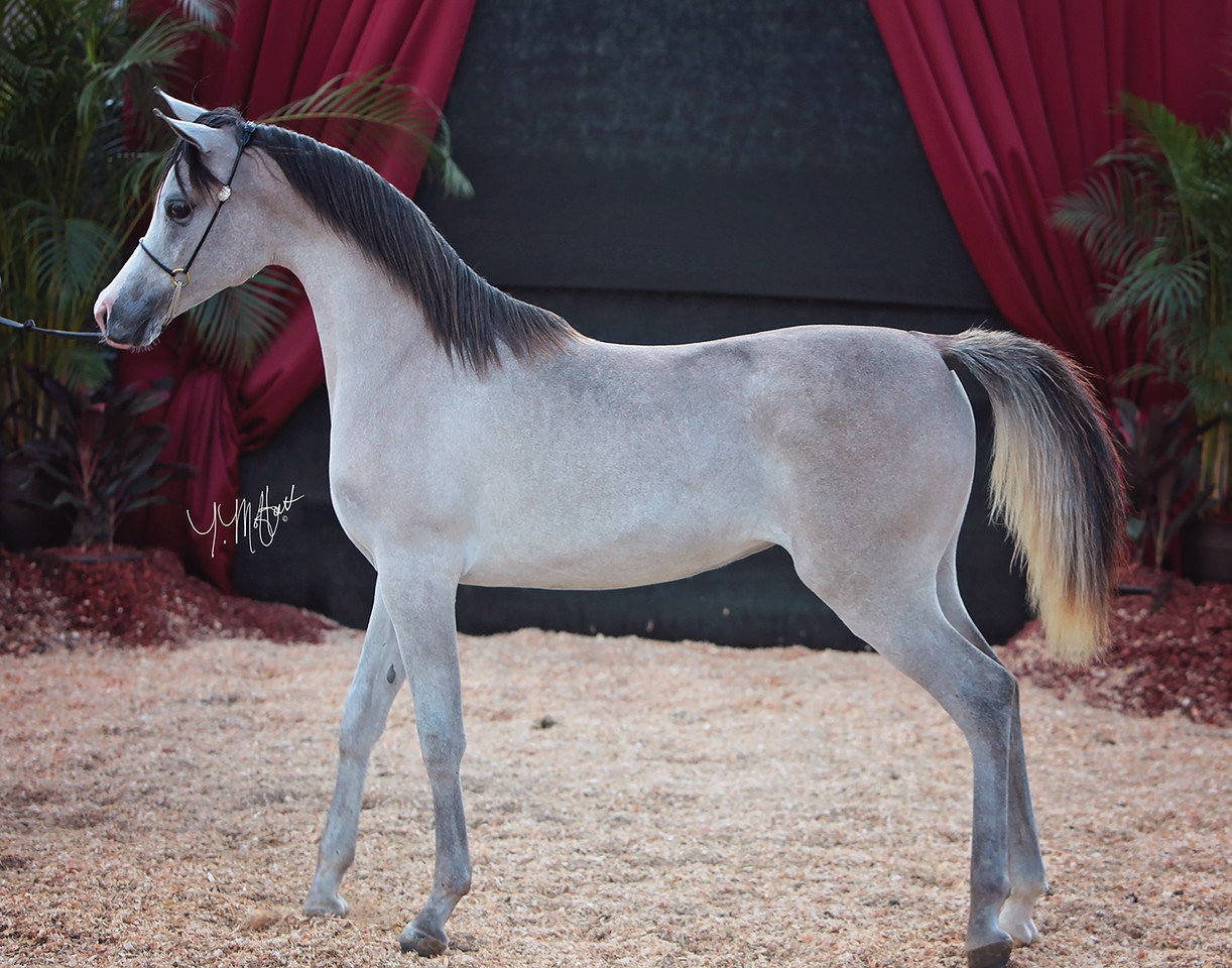 DeSha Amaara :: DeShazer.com - Straight Egyptian Arabian Horses