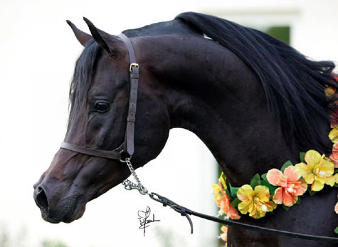 Said Hafid :: El Farida Stud