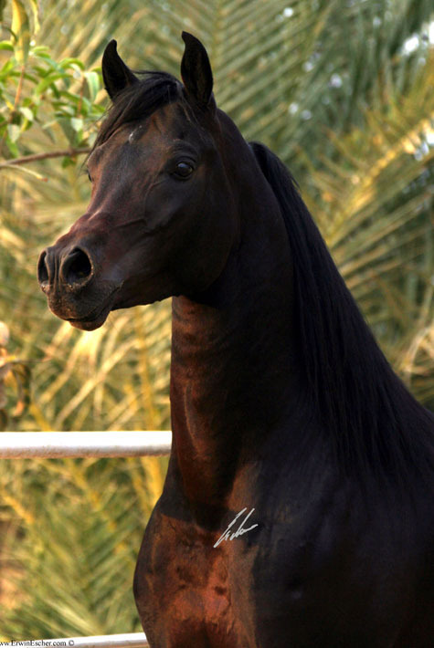 Said Hafid :: El Farida Stud