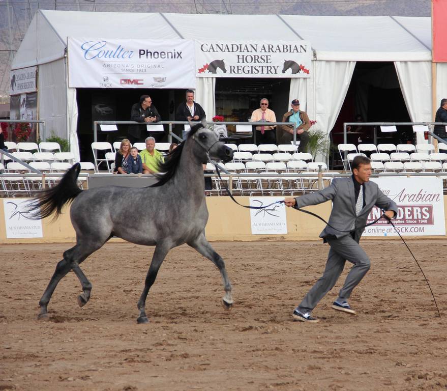 Scottsdale Arabian Horse Show 2018 Arabian Horses Of Stonewall Farm Scottsdale Arabian Horse Show 2018 Arabian Horses Of Stonewall Farm
