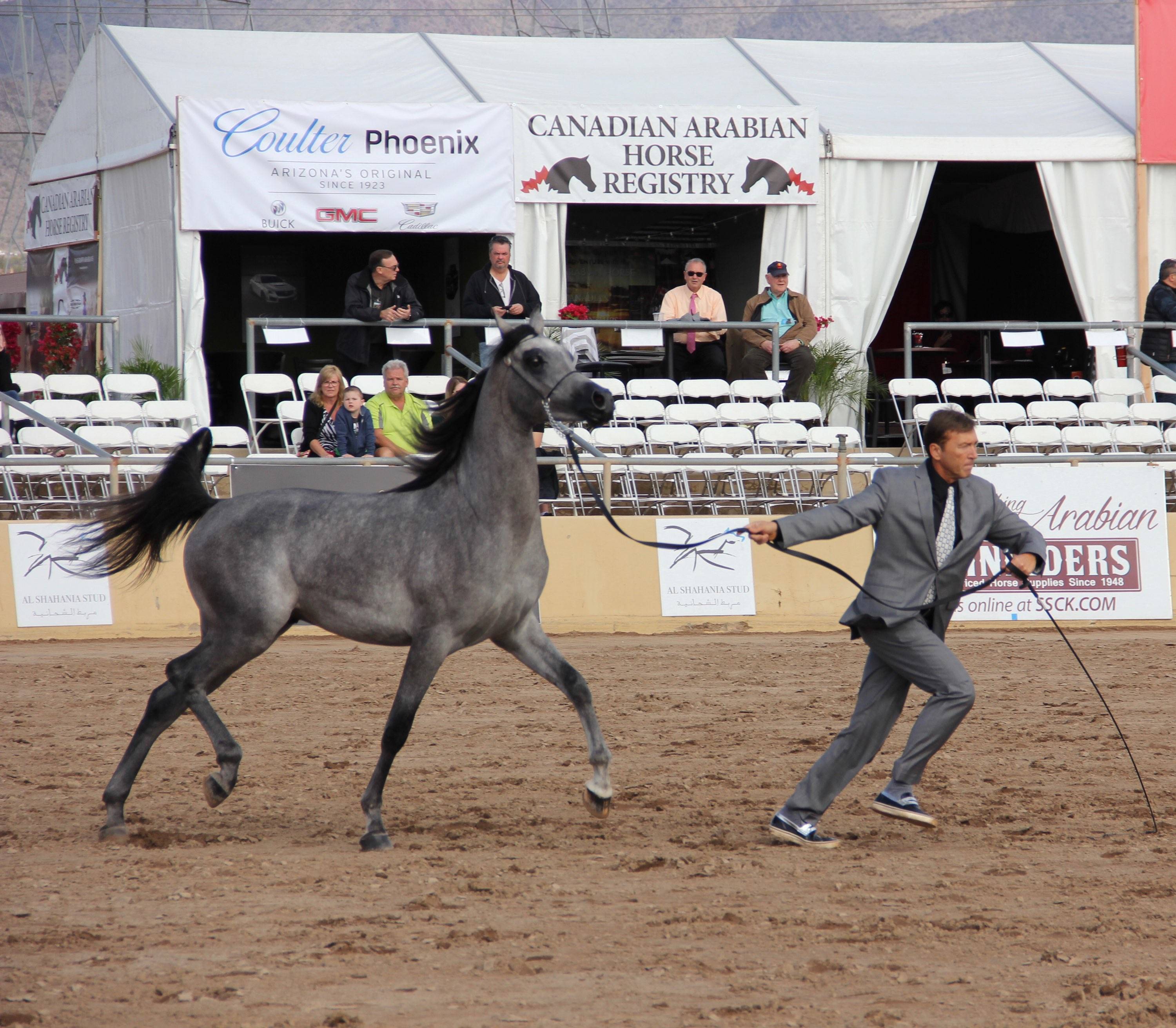 Scottsdale Arabian Horse Show 2018 Arabian Horses Of Stonewall Farm Scottsdale Arabian Horse Show 2018 Arabian Horses Of Stonewall Farm