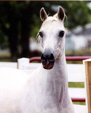 Checkers :: Arabian Horses of Stonewall Farm