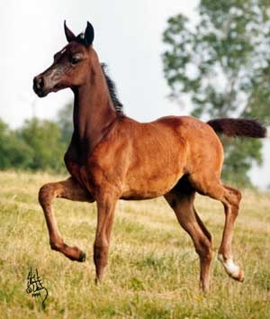 SWF Shania :: Arabian Horses of Stonewall Farm