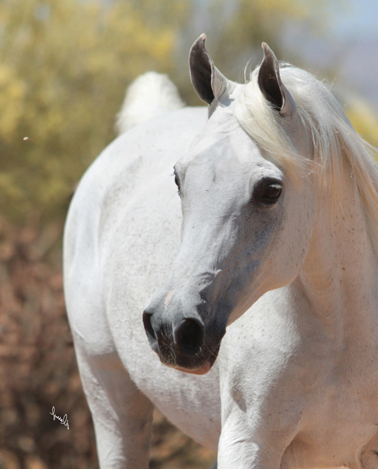 Shafe Psykay :: Arabian Horses of Stonewall Farm