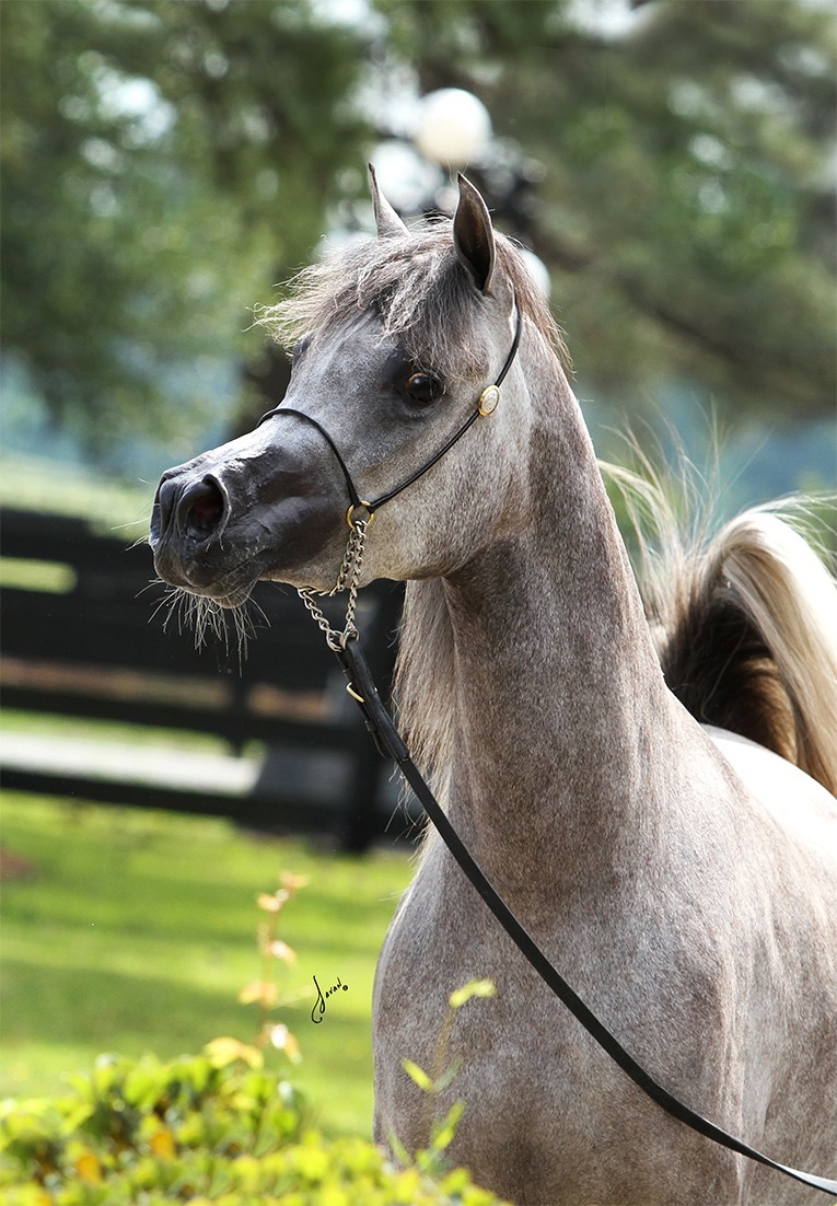 MVA Princess Mishaal :: Ted Carson Arabians