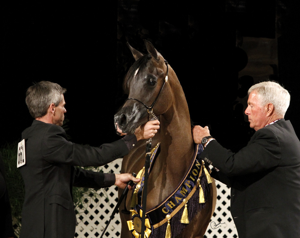 Homepage Slideshow :: Ted Carson Arabians