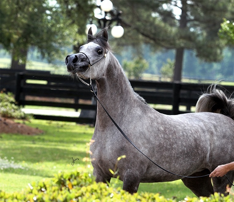 MVA Princess Mishaal :: Ted Carson Arabians