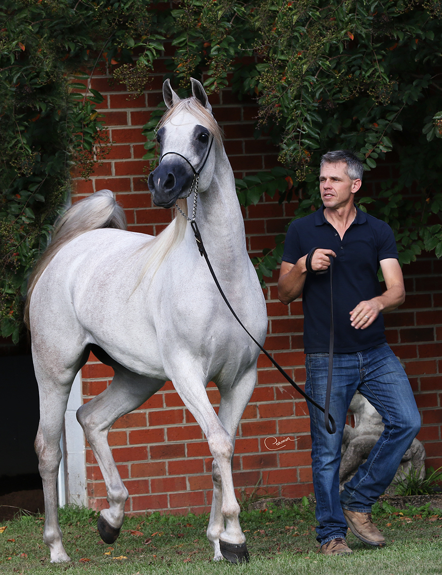 Xxpectations :: Ted Carson Arabians